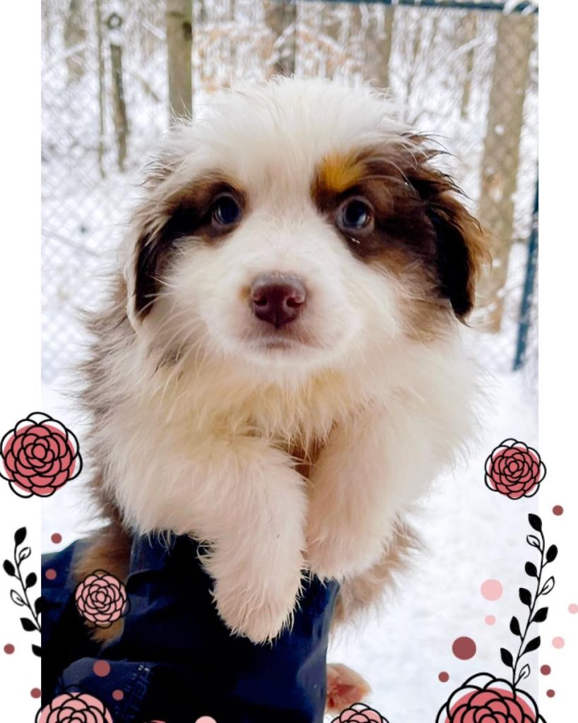 Accueil - Berger Australien