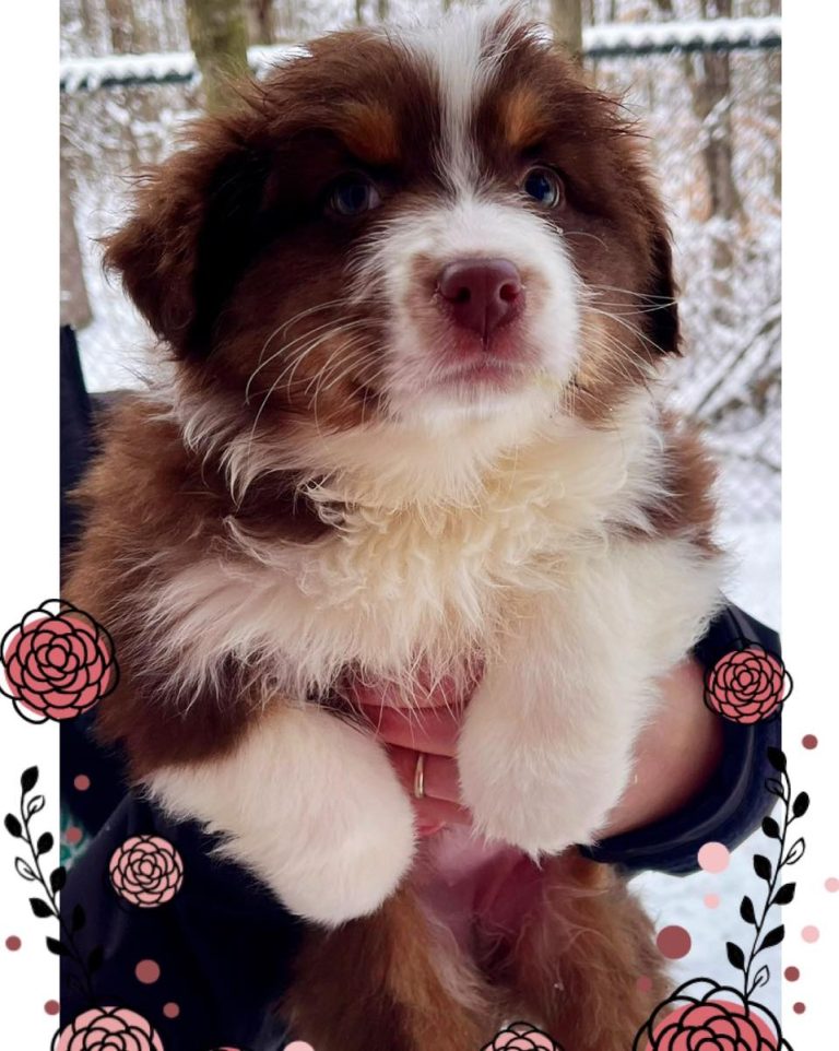 Accueil - Berger Australien