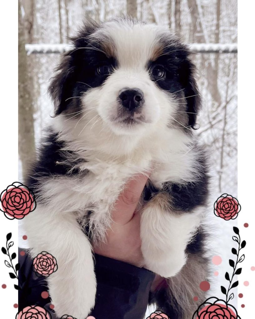 Accueil - Berger Australien